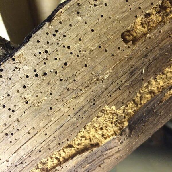 Woodworm Gloucester - Damp Proofing & Basement Conversions